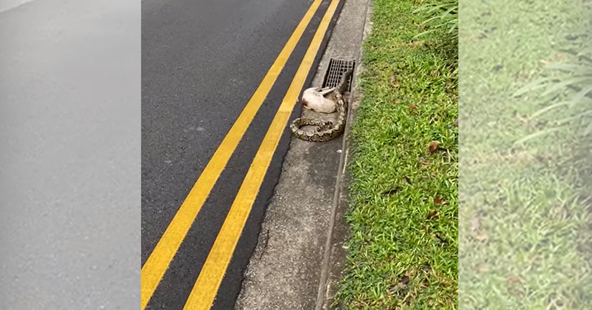 Cat That Was Eaten & Vomited Out by a Python in Boon Lay is Someone’s ...