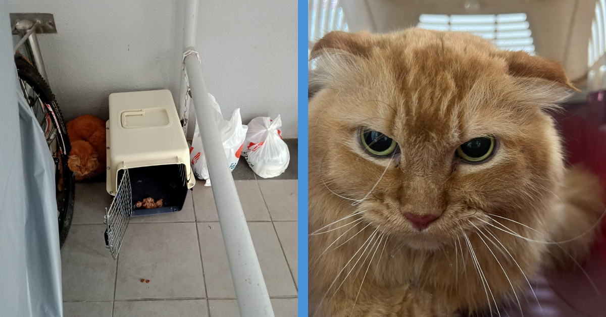 Someone Abandoned 4 Cats at HDB, With 2 of Them Being ‘Atas’ Cats ...