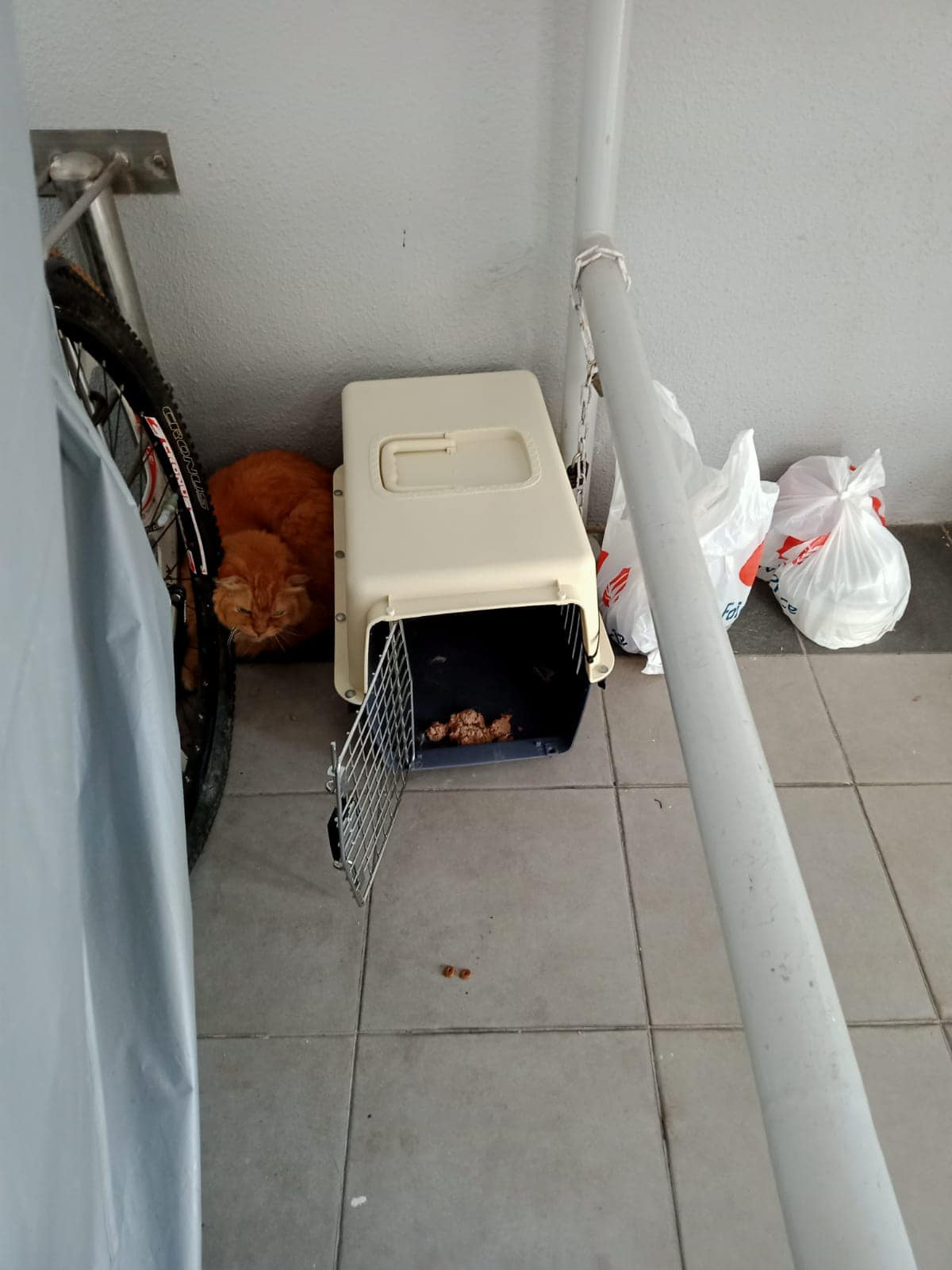 Someone Abandoned 4 Cats at HDB, With 2 of Them Being ‘Atas’ Cats ...