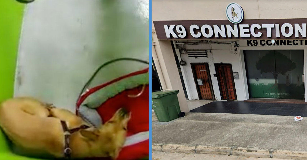 Trainer in Video Hitting Dog, K9 Connection, Has been Suspended; Not ...