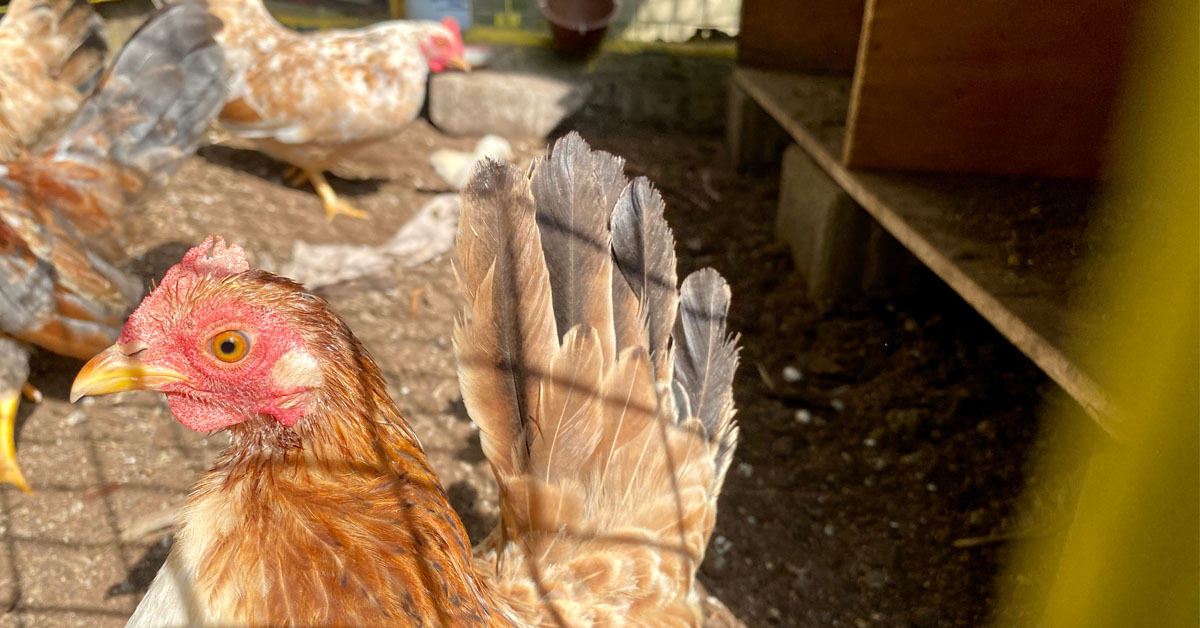 Some M’sia Farms Can Start Exporting Their Chicken to S’pore From ...