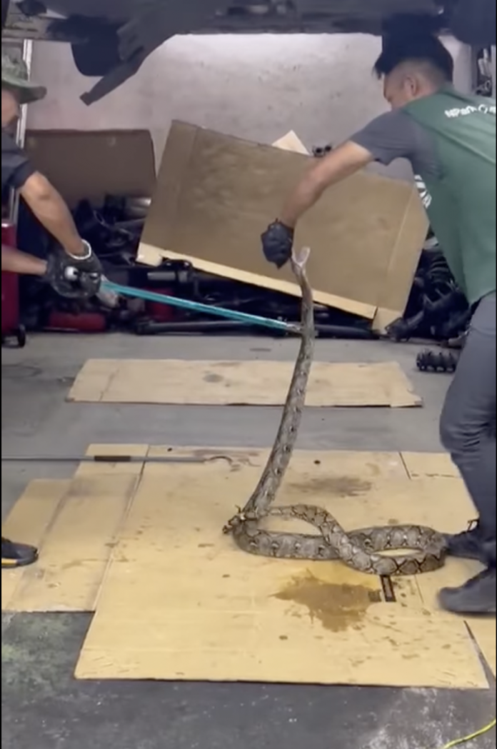 Snake That Was Found Under Car During Servicing Bit NParks Contractor ...