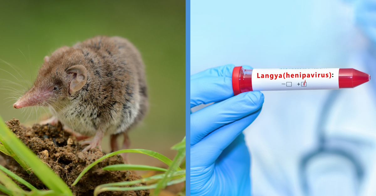 Everything About the New Langya Virus That Has Infected 35 People in ...