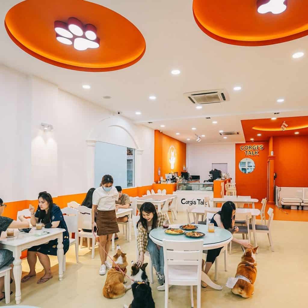 There’s a Corgi Café in JB That Has Super Cute Corgi - Goody Feed