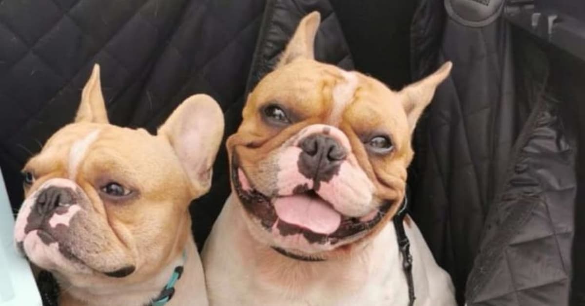 Dog Trainer Who Caused 2 Dogs to Die Under Her Care Failed in Her ...