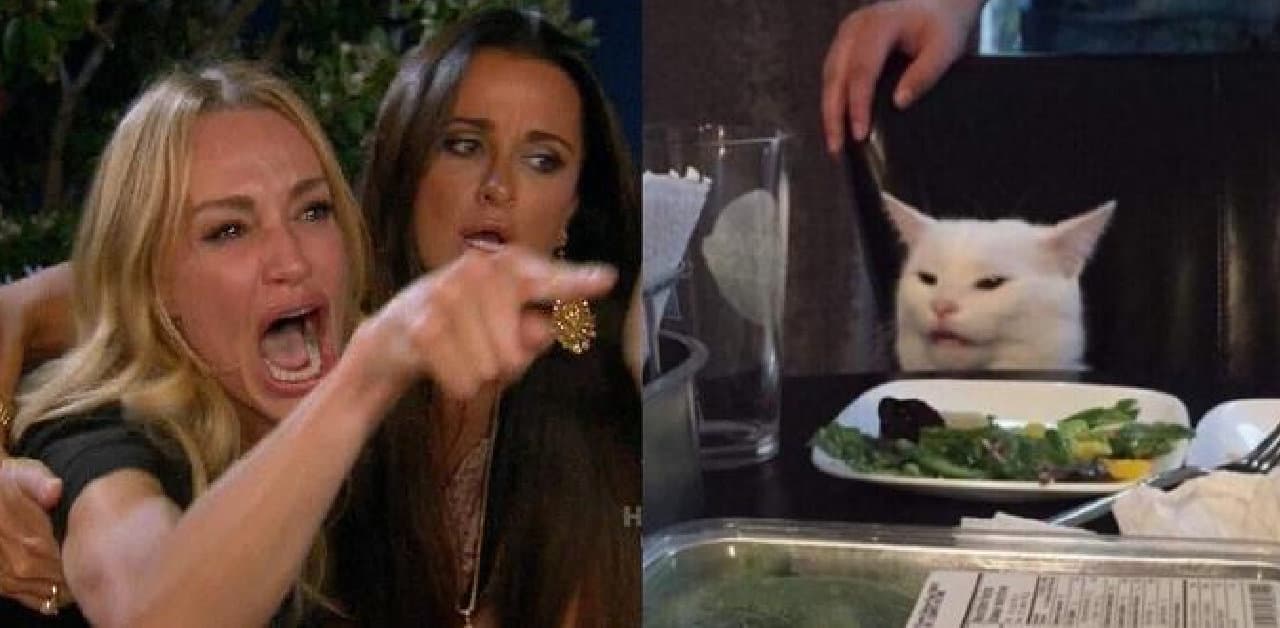 The Table Cat That Hates Vegetable is So Popular, It Has 1.6 Million ...