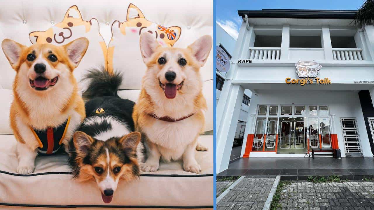 There’s a Corgi Café in JB That Has Super Cute Corgi - Goody Feed