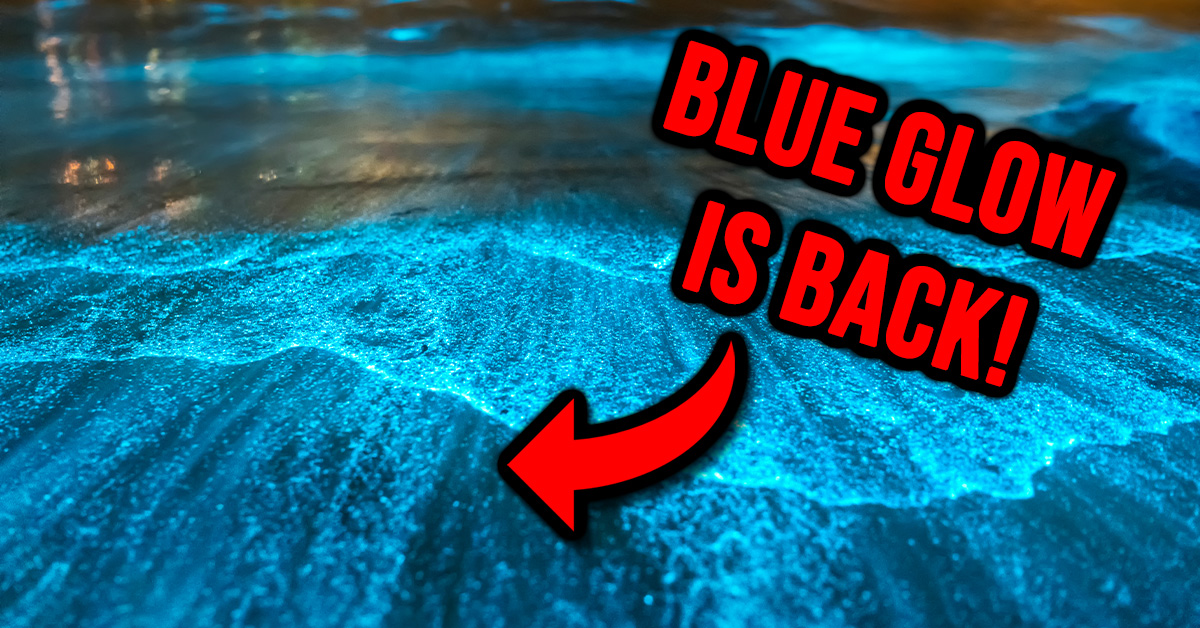 IG-Worthy Blue Glow Has Returned to S’pore Waters Again - Goody Feed