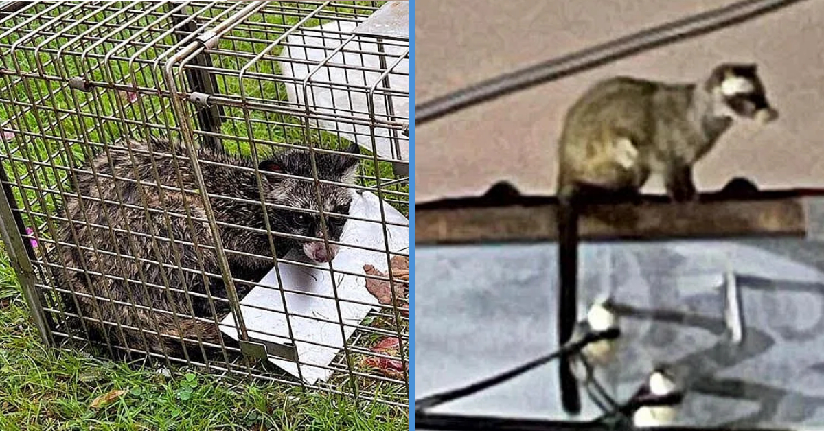 Civet Cats Have Been Damaging People’s Houses in a Bedok Neighbourhood ...