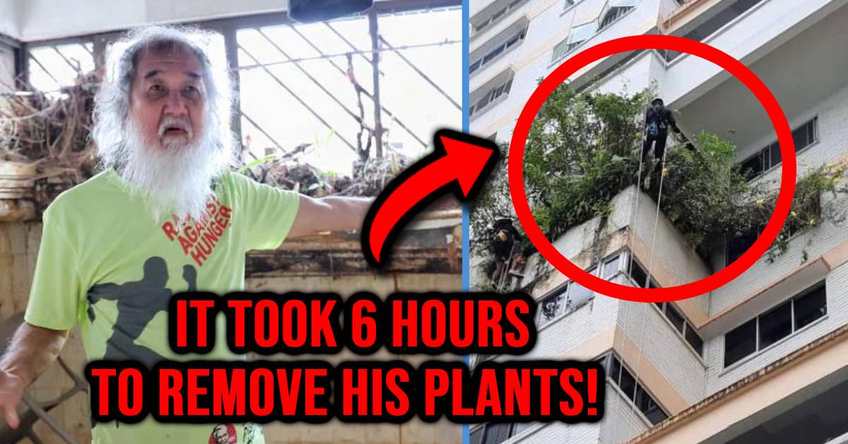 Town Council Cut Off Plants Outside Man’s HDB Balcony After He Ignored ...