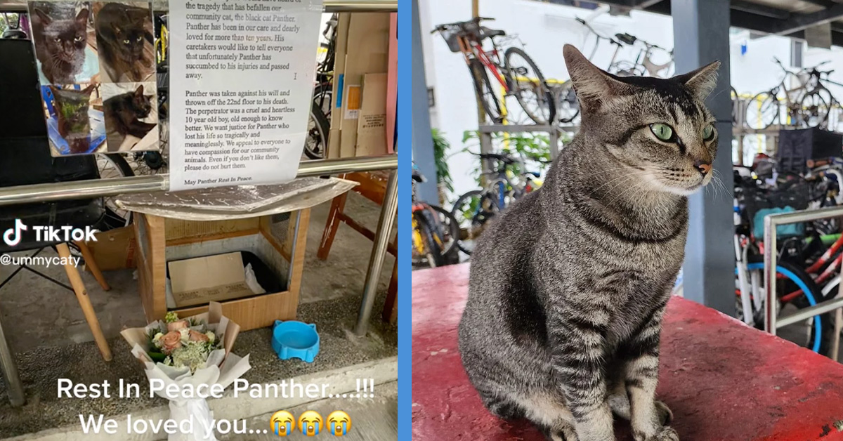 A Community Cat is Spotted ‘Standing Guard’ on Panther’s Memorial in ...