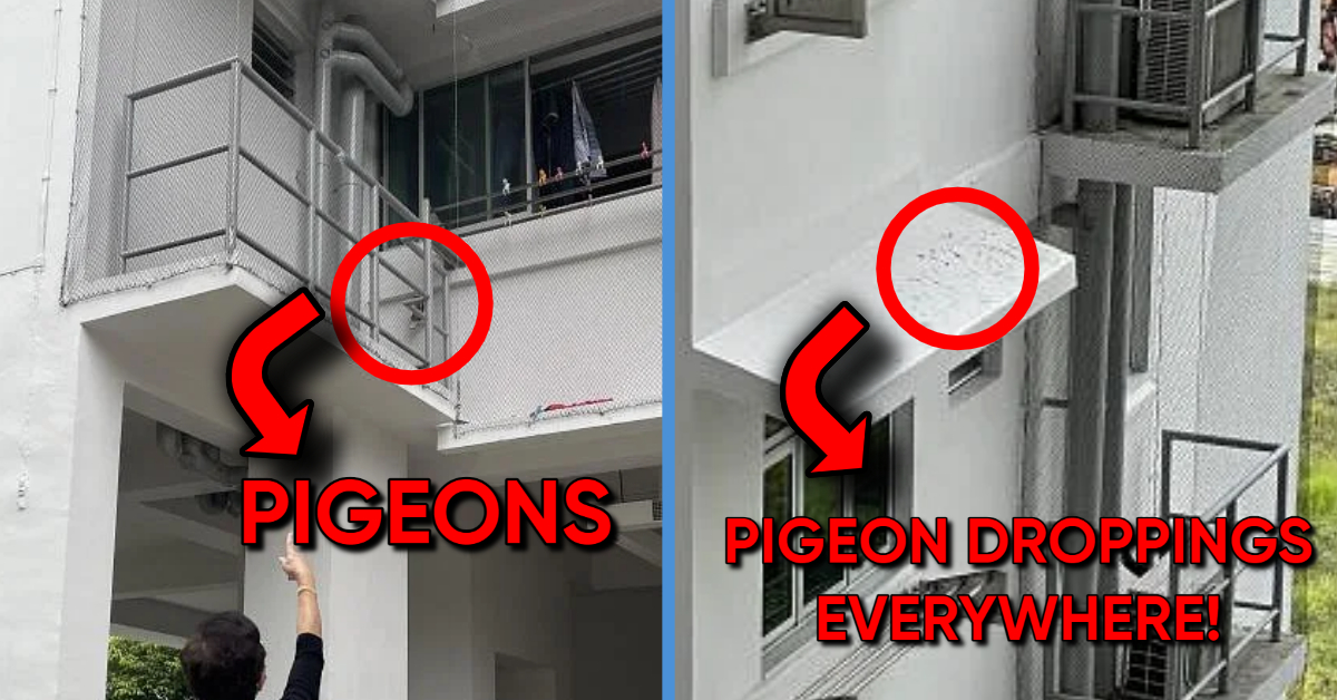 Anti-Bird Netting to Catch Pigeons at Fernvale HDB Blocks Has Resulted ...