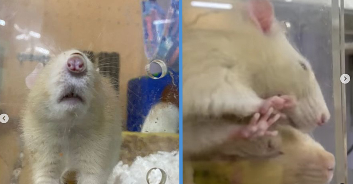 S’pore Zoo Responds to Allegations That Rats in Zoo Are Being Abused ...