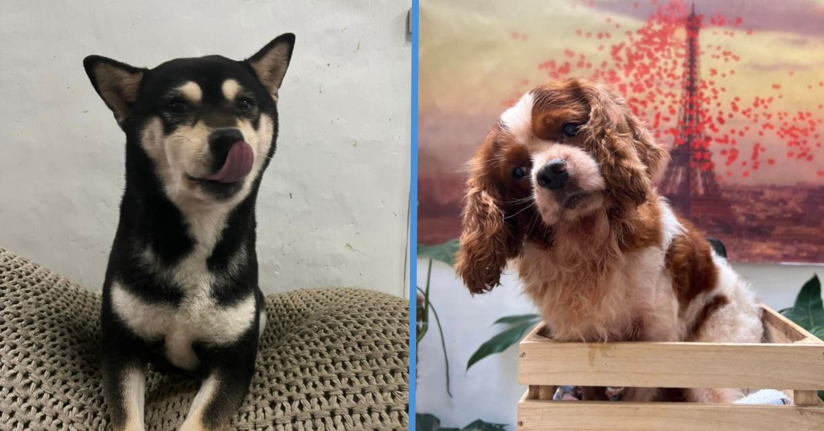 27 Dogs, Mostly HDB-Approved, Up for Adoption But With Strict ...