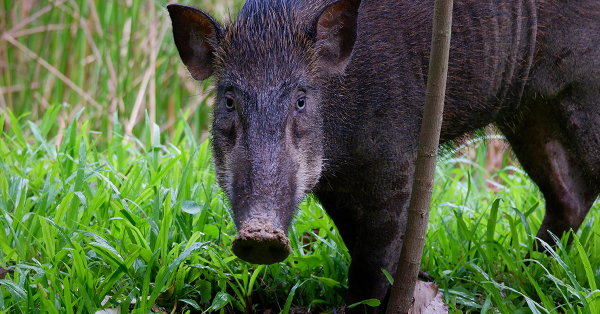 More Wild Boars Found Dead in S'pore with African Swine Fever - Goody Feed