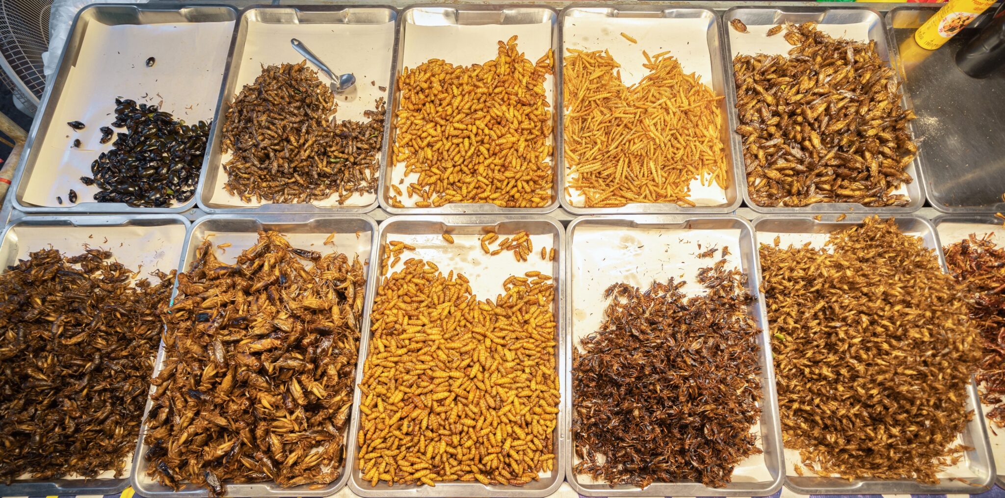 Here's Why We Might Be Eating Insects for Lunch from July 2024 - Goody Feed