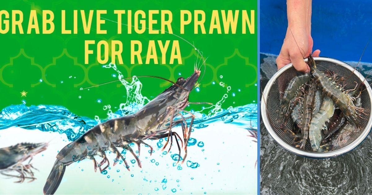 Live Tiger Prawns