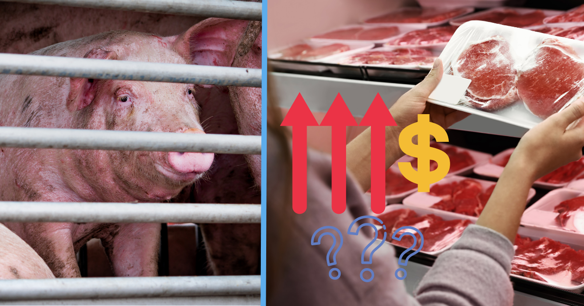 S'pore Halts Live Pig Imports from Indonesian Island over African Swine ...