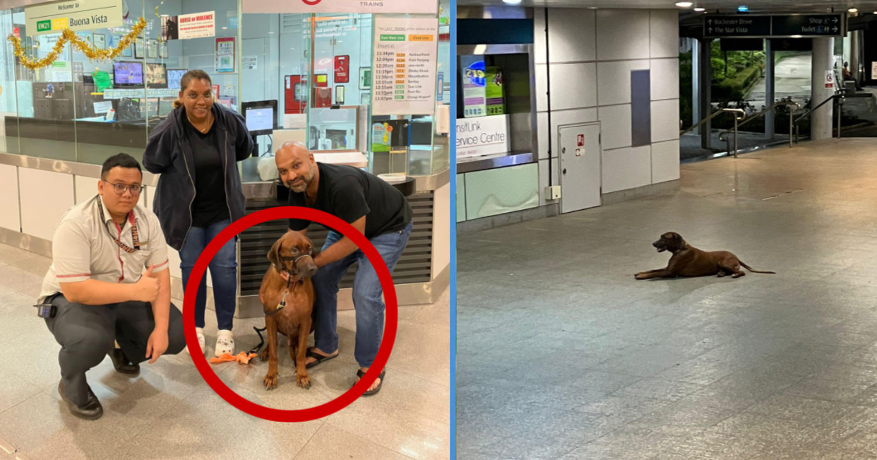Lost Doggo Went to Buona Vista MRT Station & Waited for Its Owner Obediently - Goody Feed
