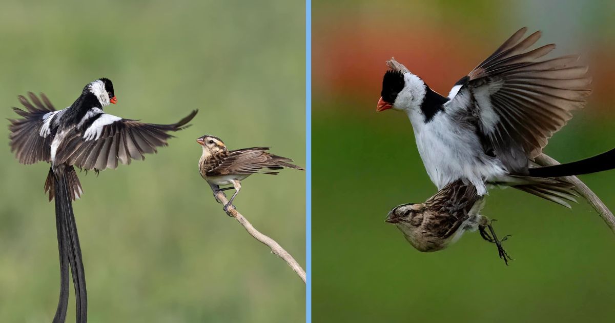 Hundreds Gathered at Pasir Ris Field to Photograph 2 Birds Perform ...