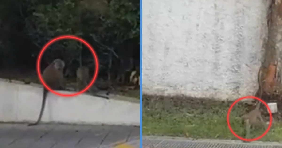 Wild Monkeys Spotted Making Overhead Bridge Their Playground at Beauty ...