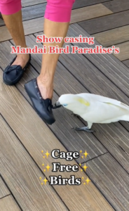 Cage-Free Birds at S'pore Bird Paradise Filmed Biting Visitor Shoes ...