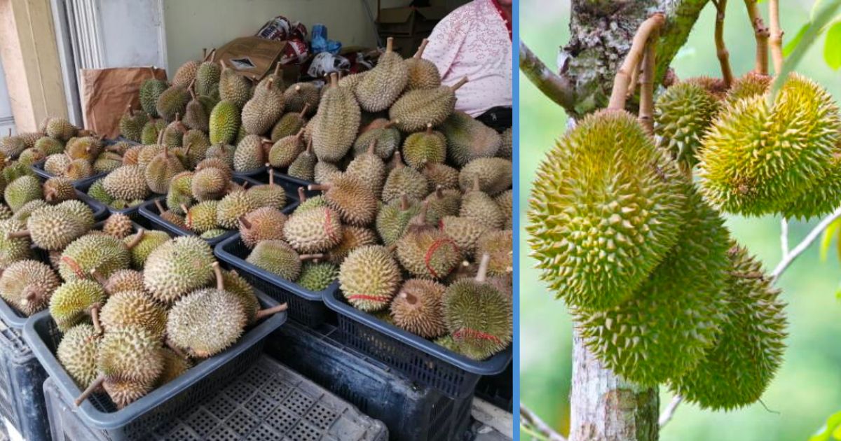 Durian Season Likely to Last Until Nov With Prices Kept Low - Goody Feed