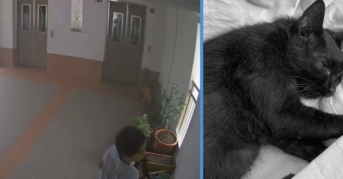 Boy Who Threw Cat in Boon Lay HDB Flat Issued a Stern Warning After ...
