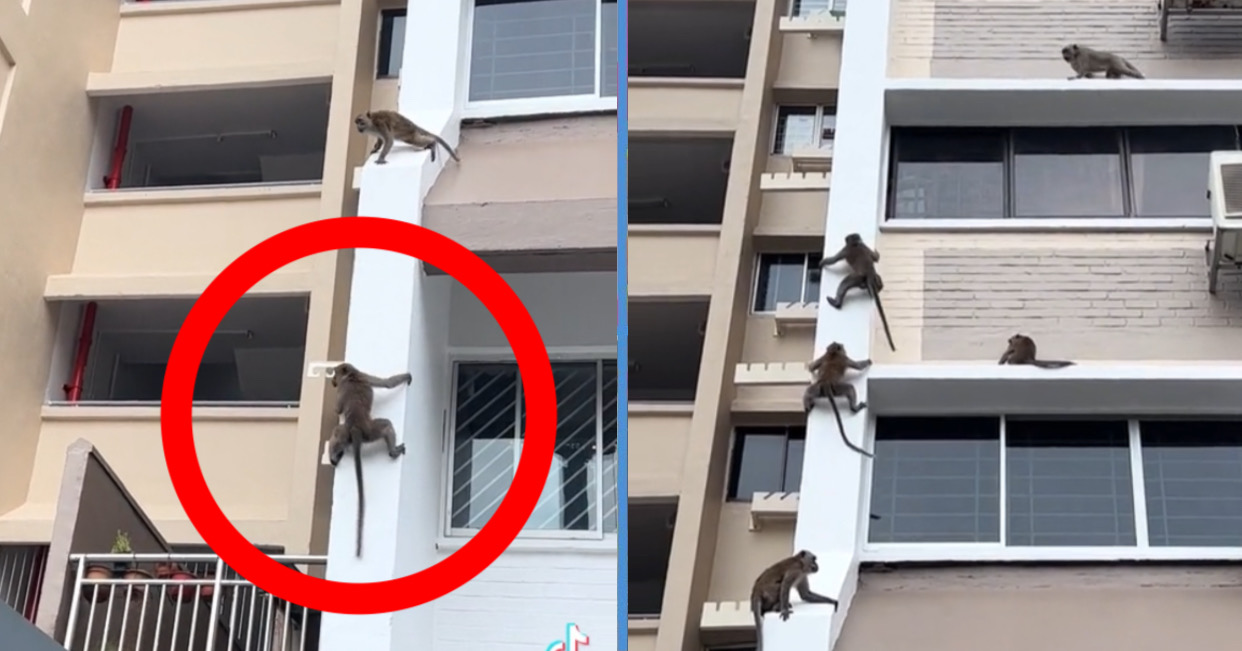 Monkeys Seen Gliding Down Jalan Besar HDB Block Like Special Force ...