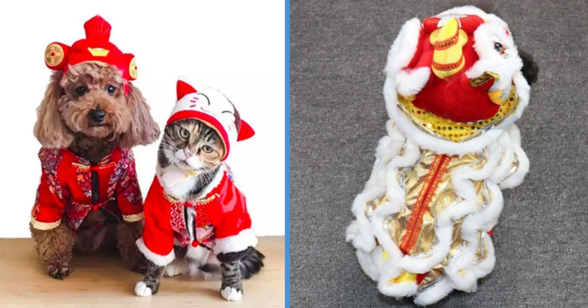 5 Ways to Celebrate CNY with Your Pets As They Are Part of Our Family ...