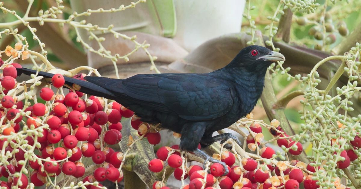10 Facts About the Uwu Bird (Asian Koel), The Bird All S’poreans Hear ...
