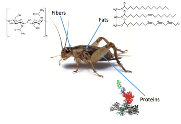 Here's Why We Might Be Eating Insects for Lunch from July 2024 - Goody Feed