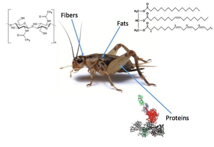 Here's Why We Might Be Eating Insects for Lunch from July 2024 - Goody Feed