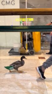 Duck in Grab Uniform Assisting Delivery Rider in Shopping Mall Went ...