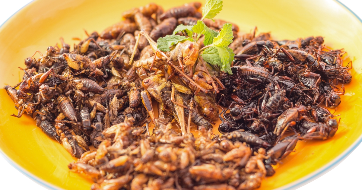 SFA Approves 16 Species of Insects for Human Consumption; Includes ...