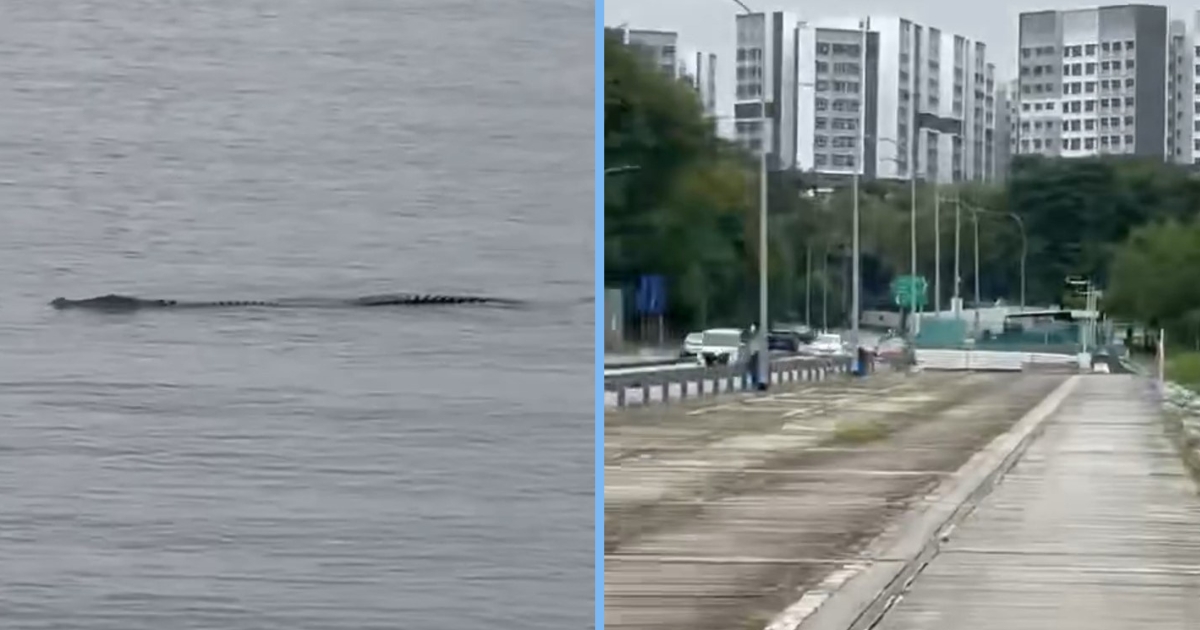 Crocodile Spotted Swimming Near Yishun Dam, Sparks Concern Online ...