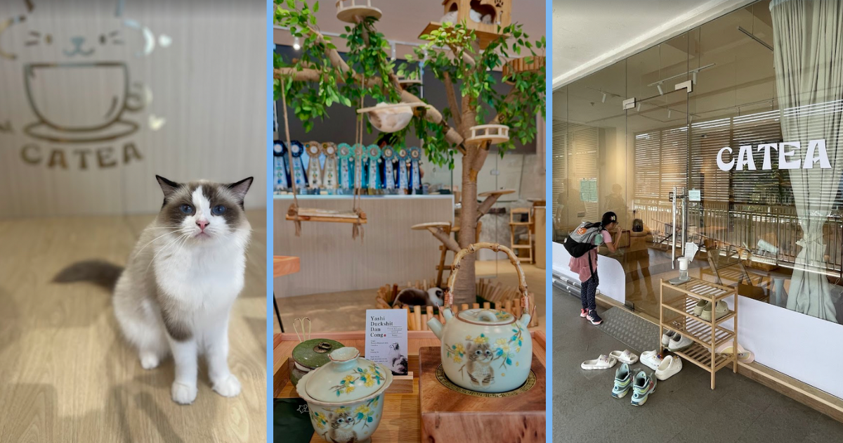 Singapore's 1st Ever Cat Teahouse Has Opened With Free Entry, Ragdoll ...