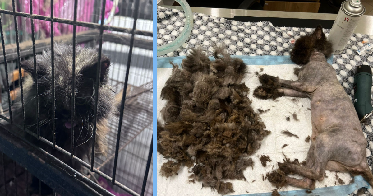 SPCA Rescues a Cat That Has “Hardly Any Teeth” from Balcony; Passes ...