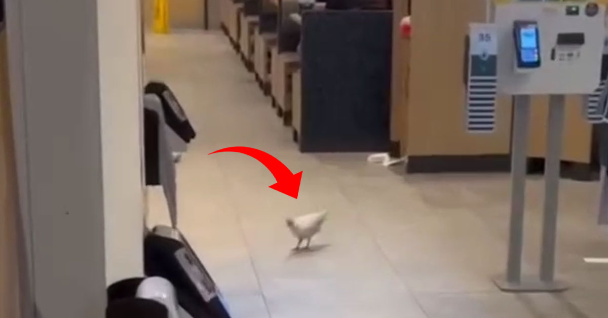 Chicken Allegedly Runs into CCK McDonald’s, Creating an Awkward Scene ...