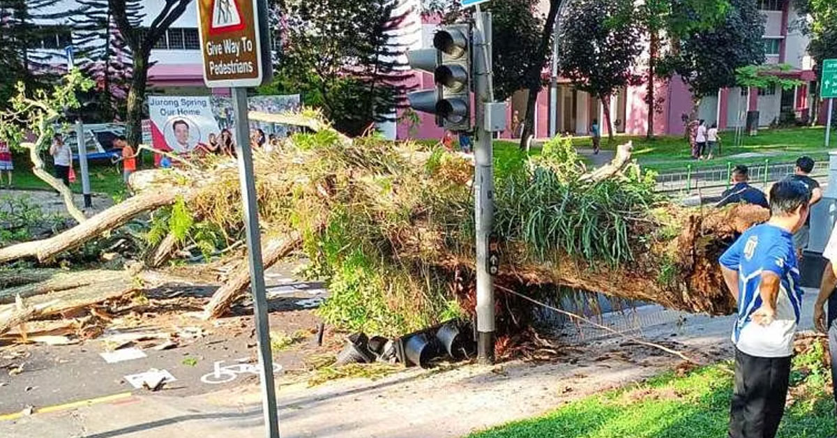 Large Tree Collapsed in Jurong West, Knocking a Traffic Light ...