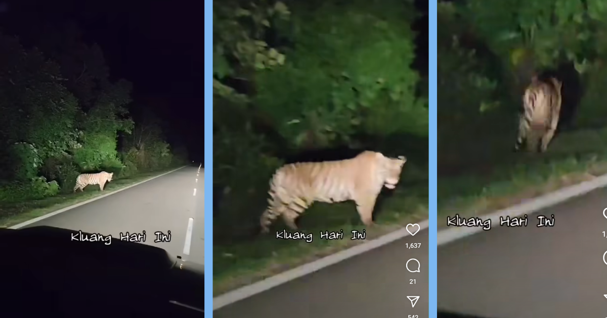 Everything About the Alleged "Tiger Spottings" in Johor That is Known ...
