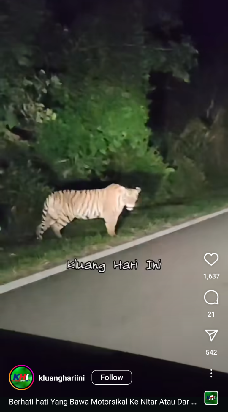 Everything About the Alleged "Tiger Spottings" in Johor That is Known ...