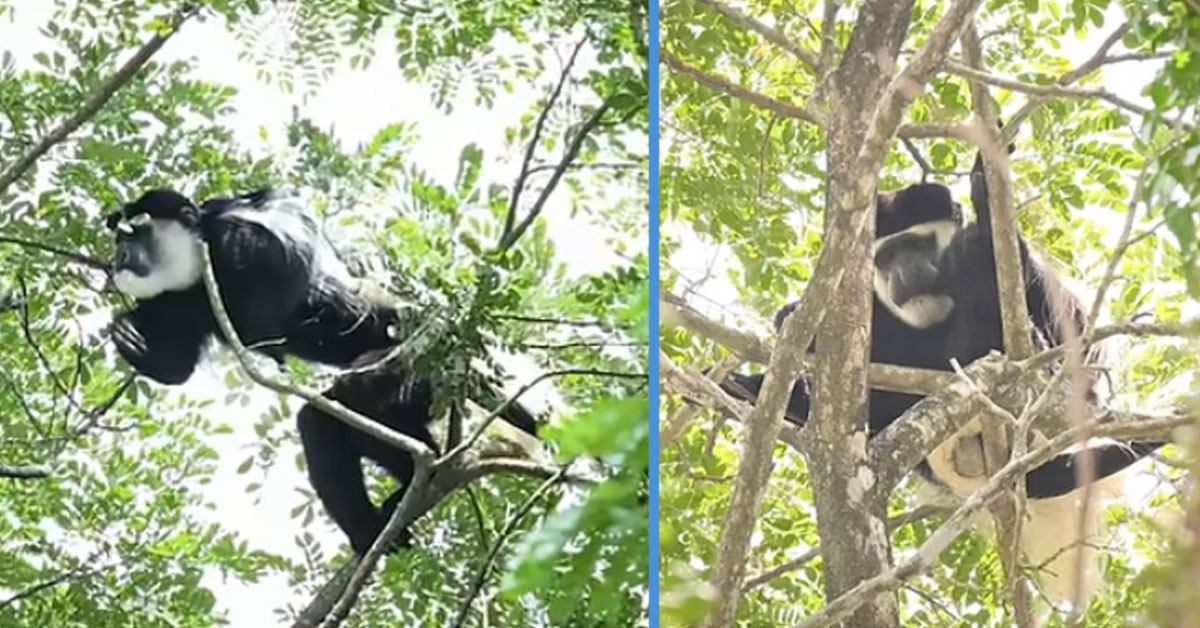 Colobus Monkey That Escaped from S’pore Zoo Found in CCK After Six ...
