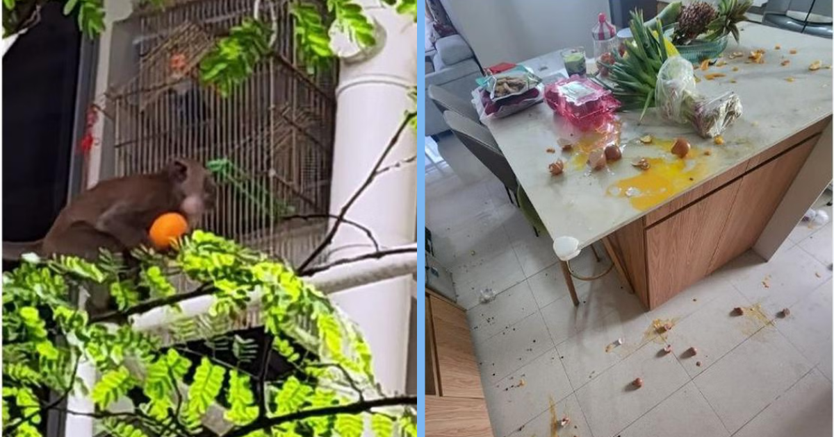 About 30 Monkeys Broke into Punggol Residents’ Homes on CNY Day 2 to ...