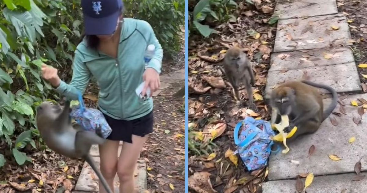 Woman Bitten by Monkey during Handbag Struggle at MacRitchie Reservoir ...