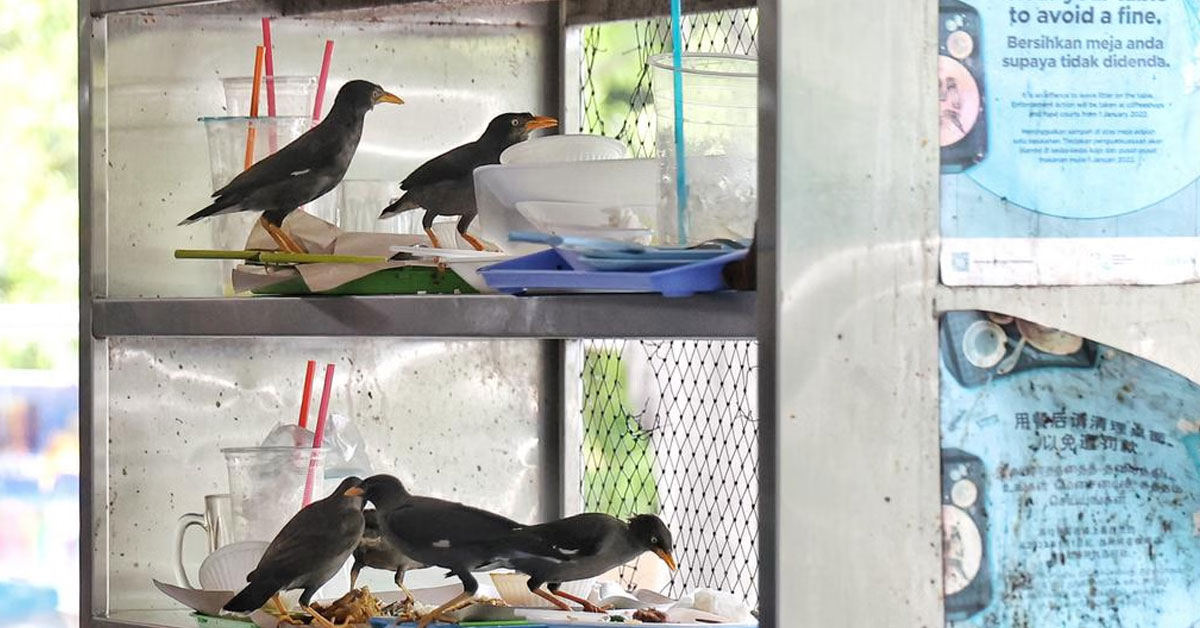 Mynah Birds and Pigeons Outsmart Prevention Measures at Seah Im Food ...
