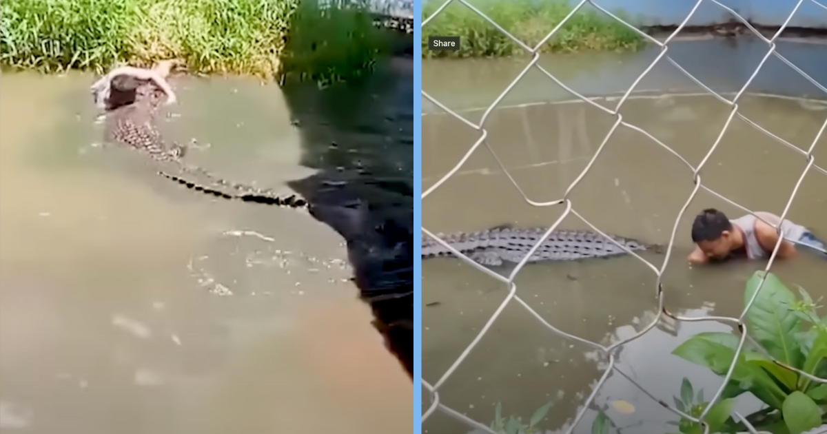 Filipino Tourist Bitten After Mistaking 4.5-Metre Crocodile for Statue ...