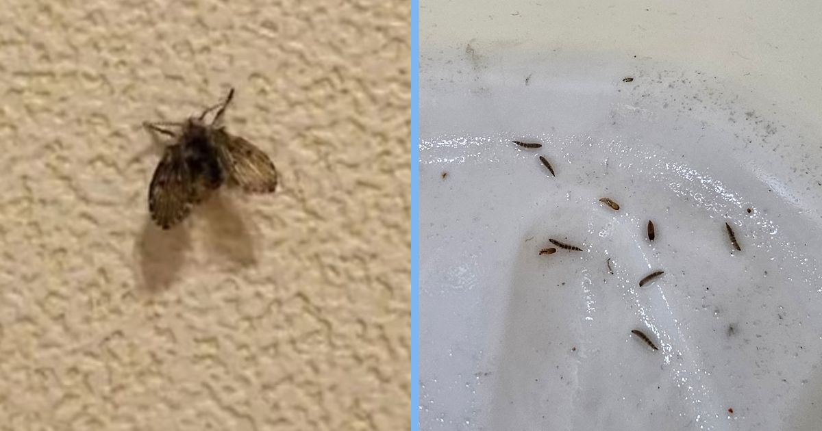 8-Year-Old Girl in China Vomits Live 'Worms' for a Month; Drain Flies ...