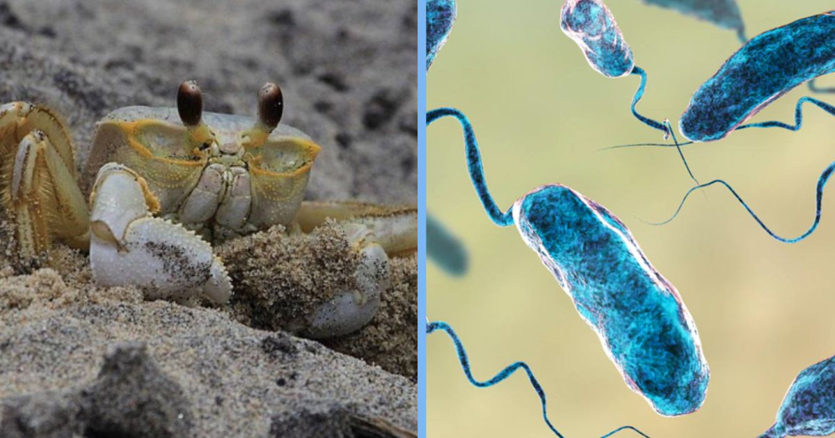 Chinese Man Gets Pricked by Crab Claw, Develops Flesh-Eating Infection ...