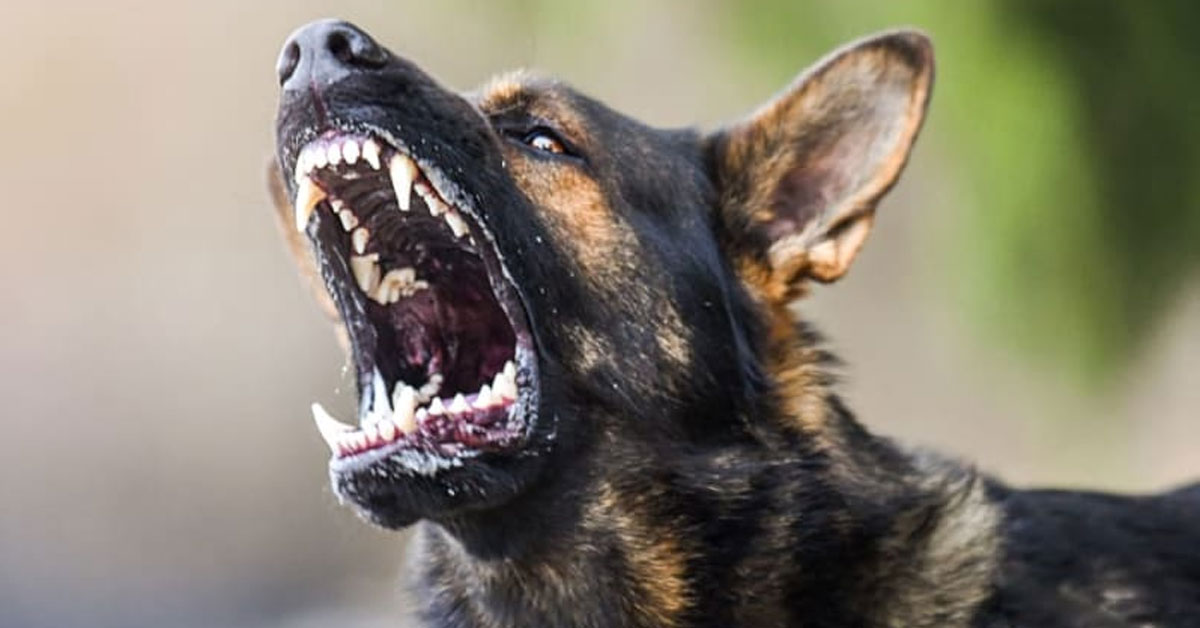 Thailand Declares Bangkok and Samut Prakan Rabies Epidemic Zones with ...